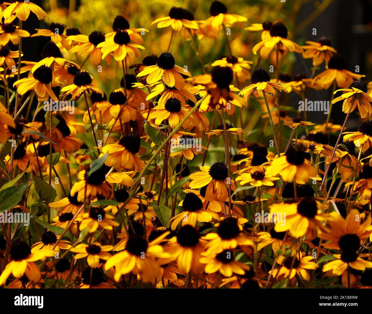 Close up of the biennial garden plant Rudbeckia Blackjack Gold with ...