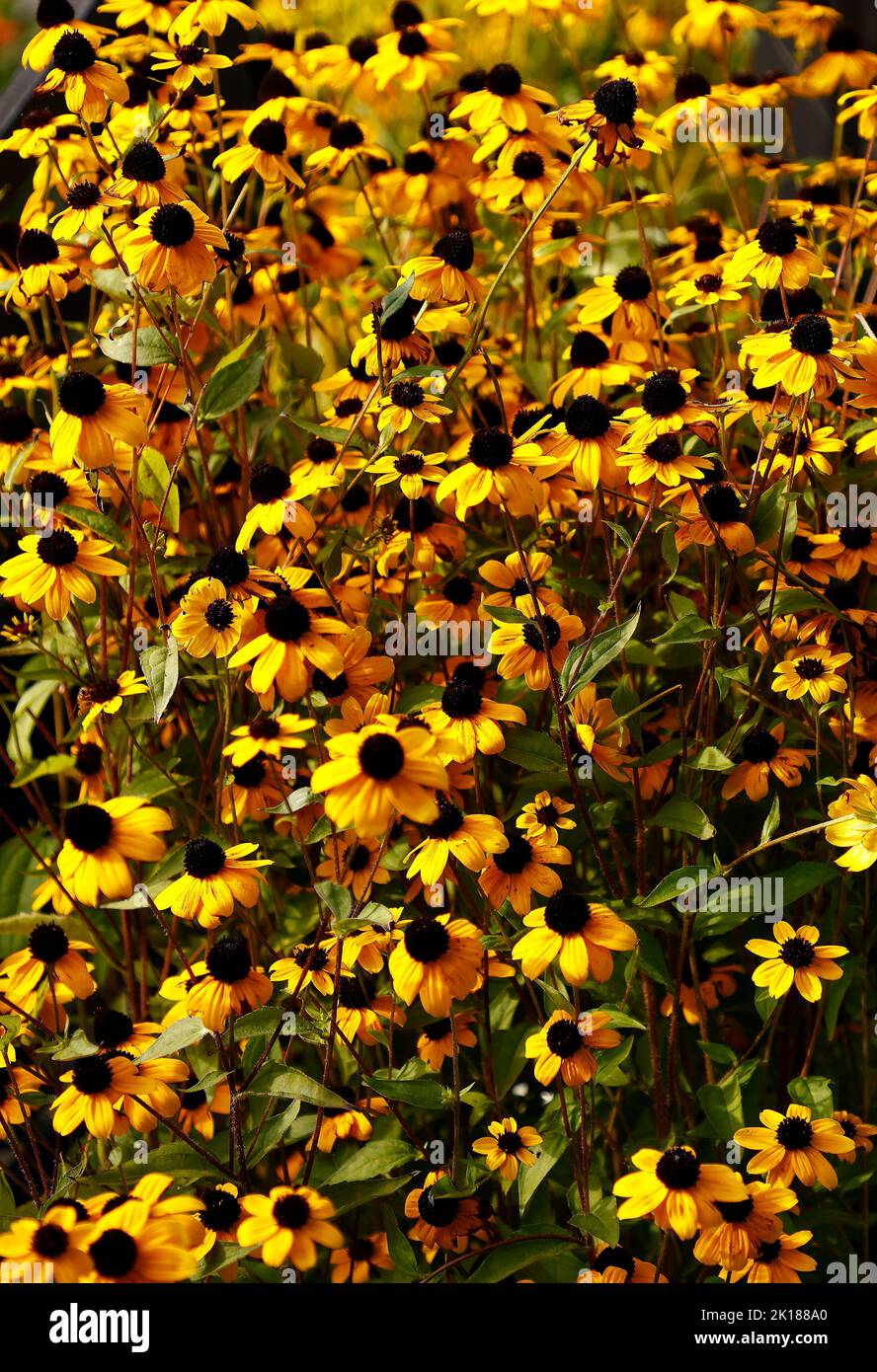 Close up of the biennial garden plant Rudbeckia Blackjack Gold with ...