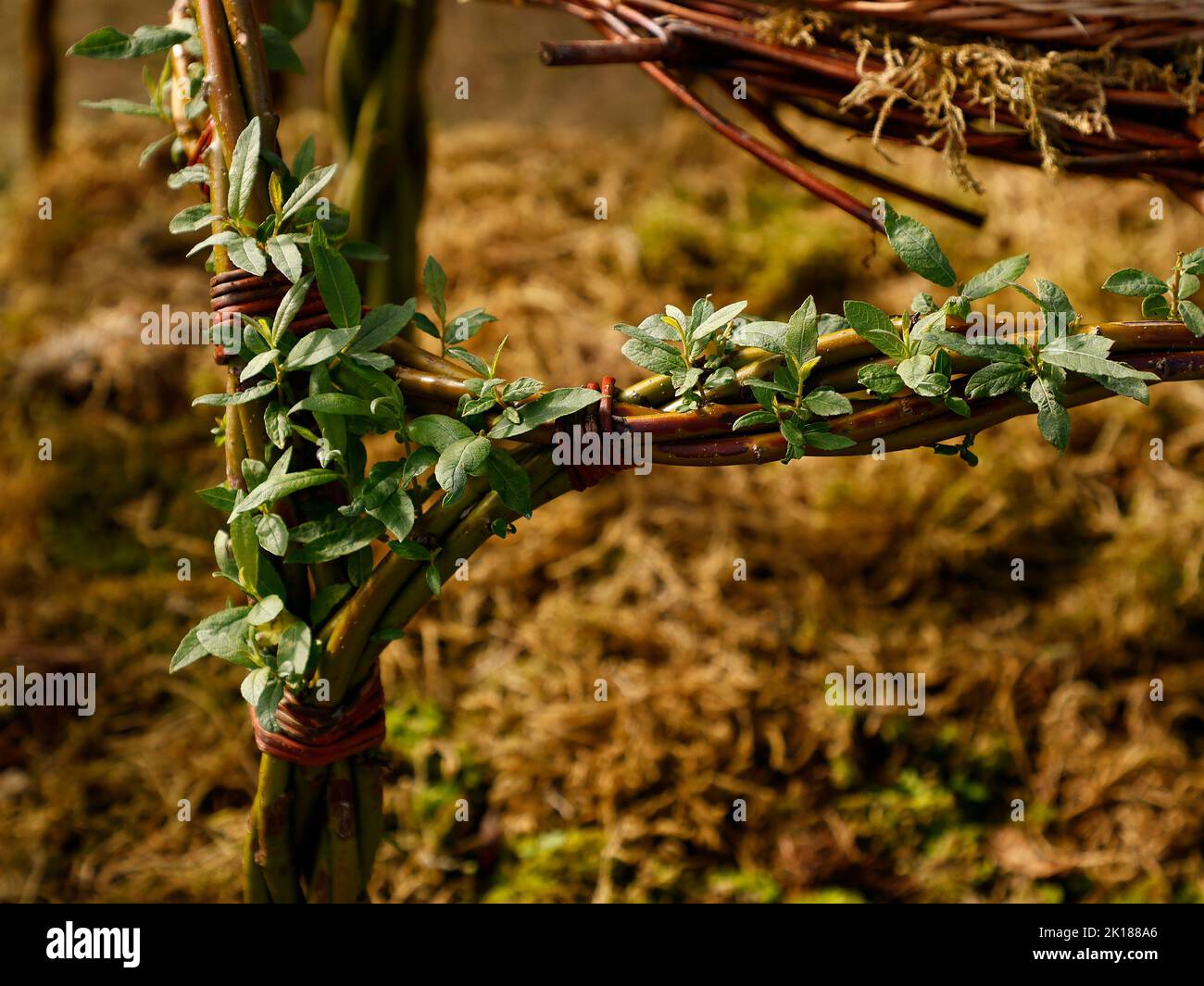 Close up of the garden technique of a living willow Salix hedge seen in ...