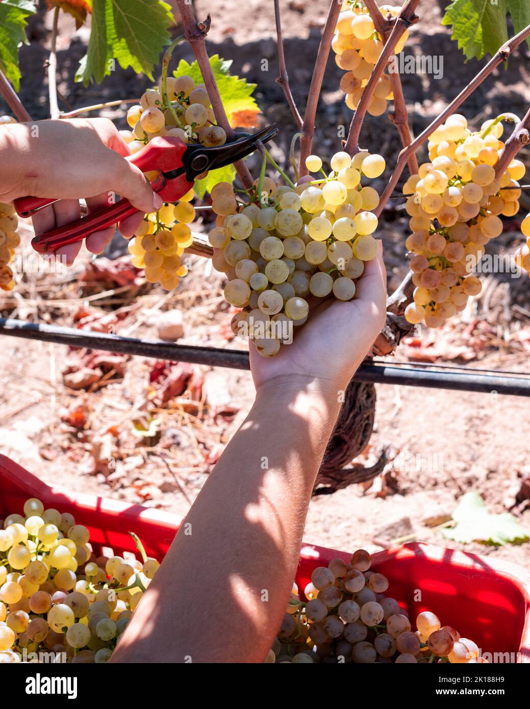 Vermentino grapes. Farmer manually harvesting the bunches of grapes with scissors. Traditional ...