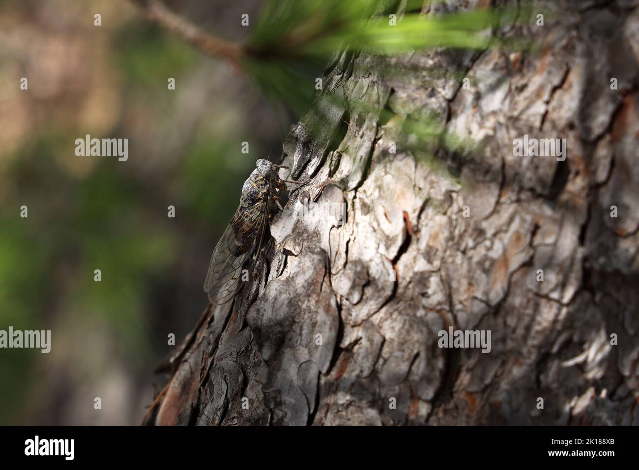 Cicada. Insects living in the southern countries Stock Photo - Alamy