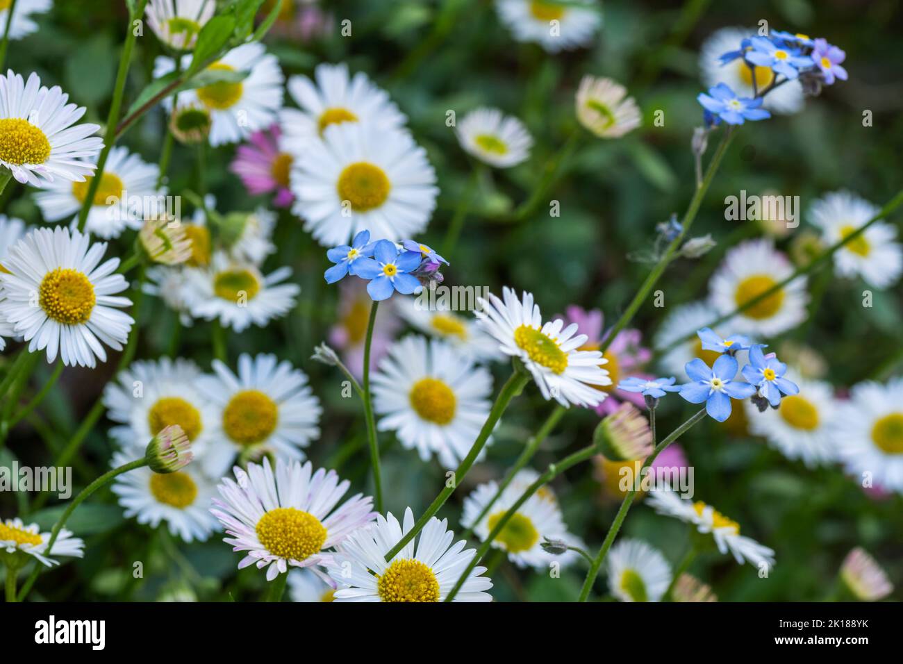 Daisies and forget-me-nots growing together in a wild patch of the ...