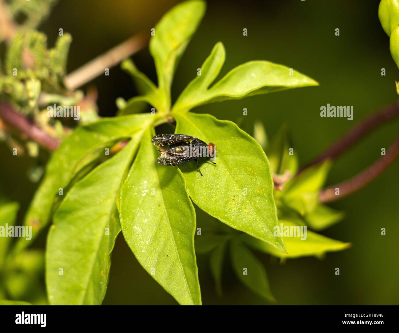 Bromophila caffra hi-res stock photography and images - Alamy