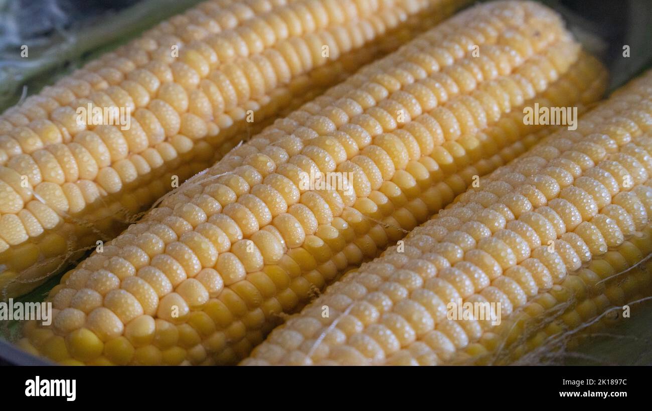 Corn cobs boiled in a close-up pot Stock Photo - Alamy