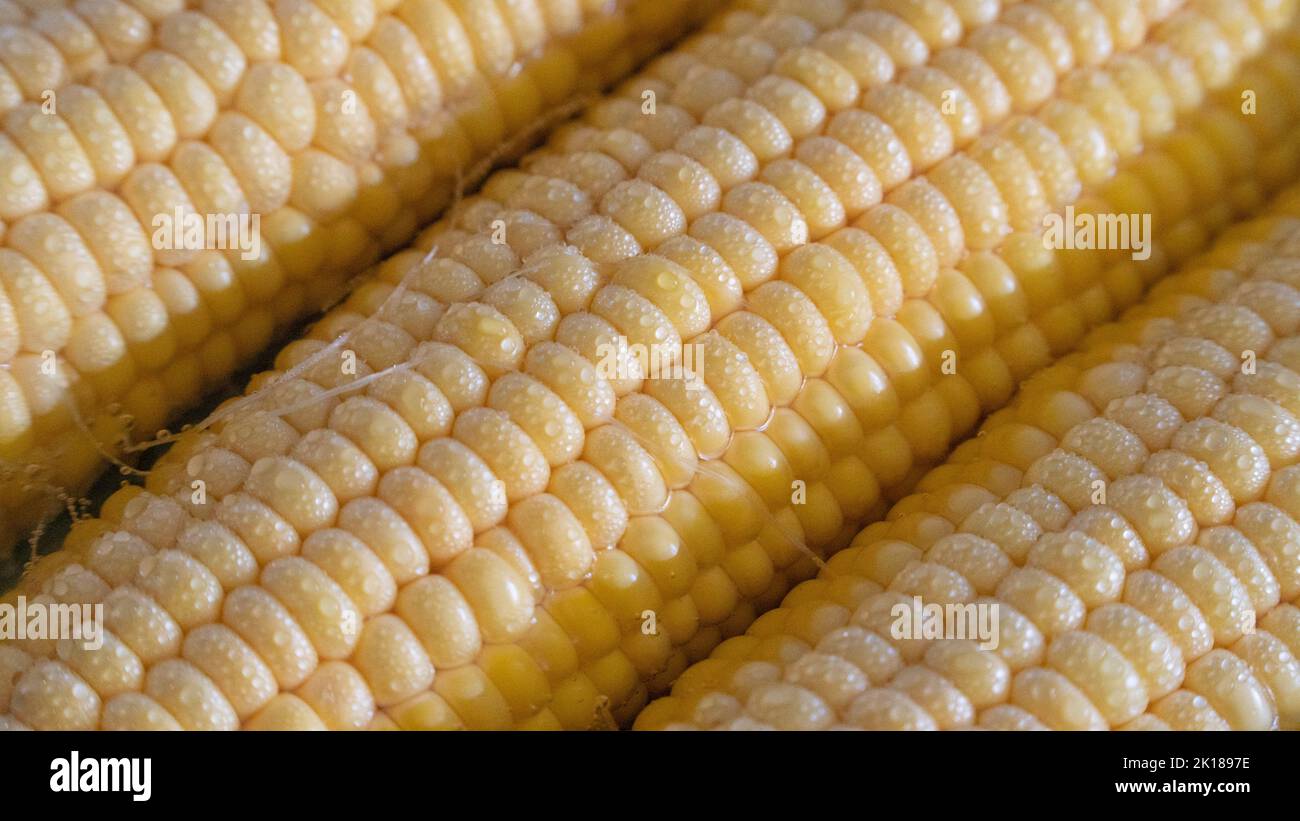 Proper corn hi-res stock photography and images - Alamy