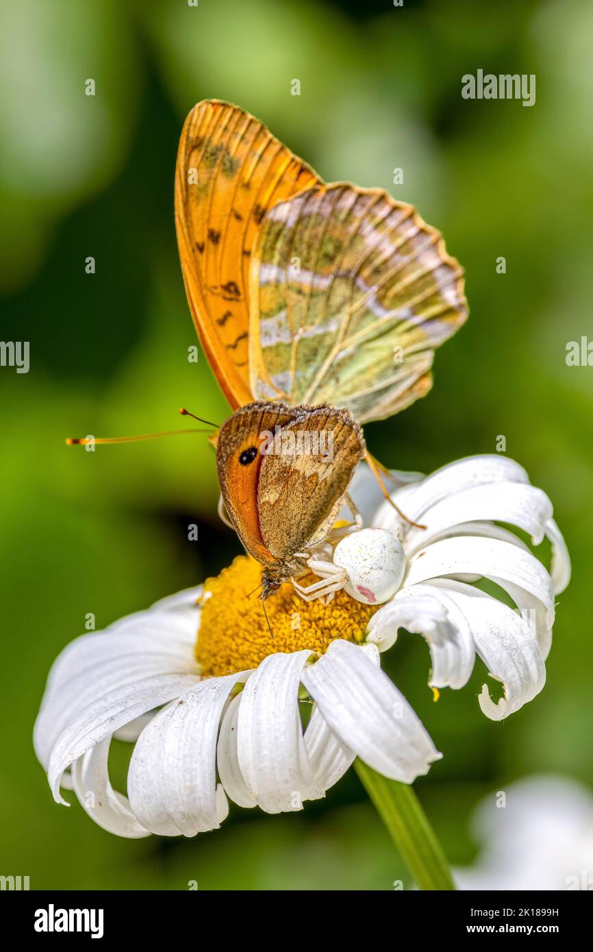 White flower and gatekeeper butterfly hi-res stock photography and ...