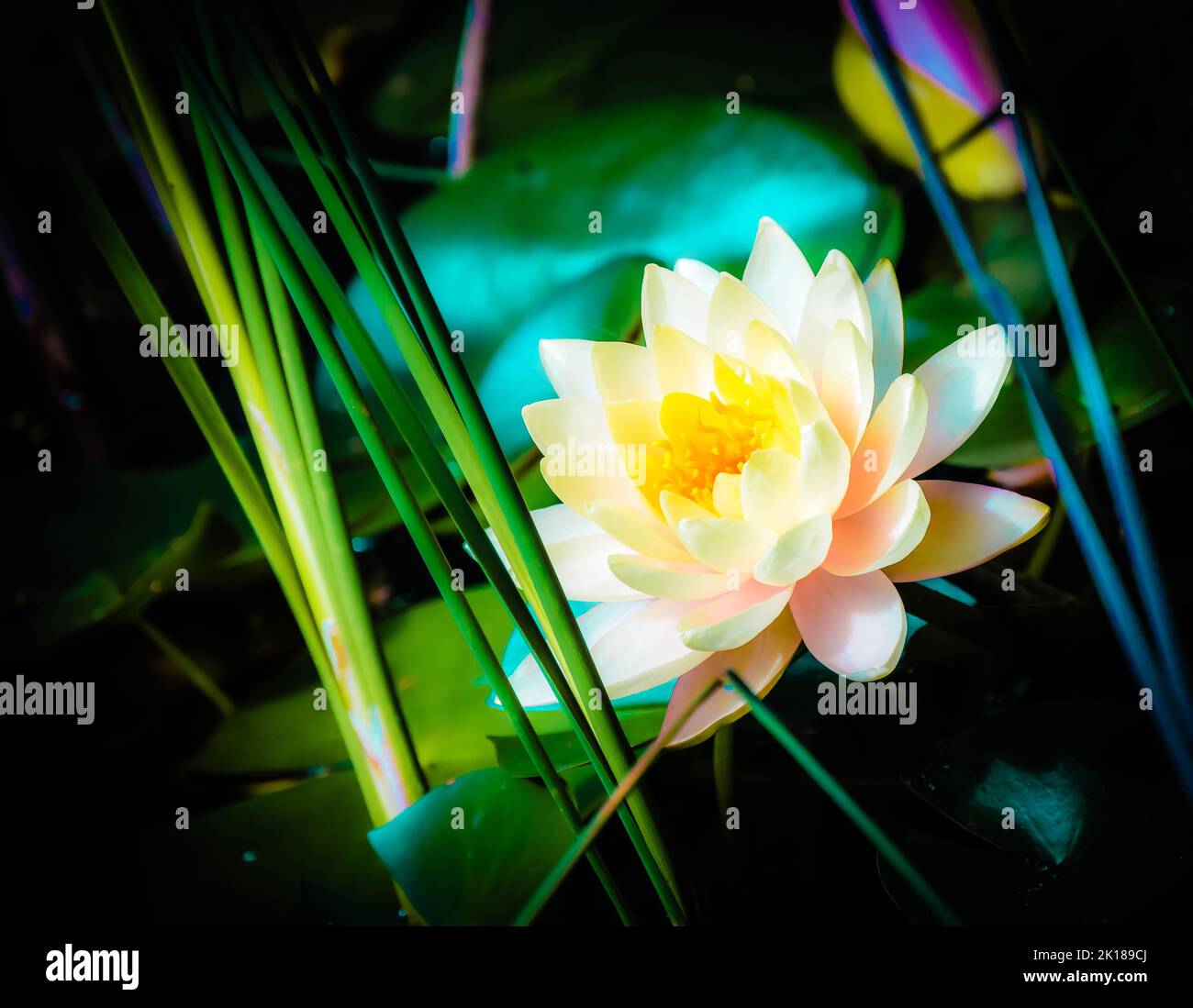 Water Lily among lily pads and reeds Stock Photo - Alamy