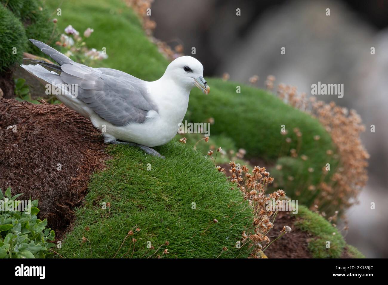 The northern fulmar (Fulmarus glacialis), fulmar, or Arctic fulmar ...