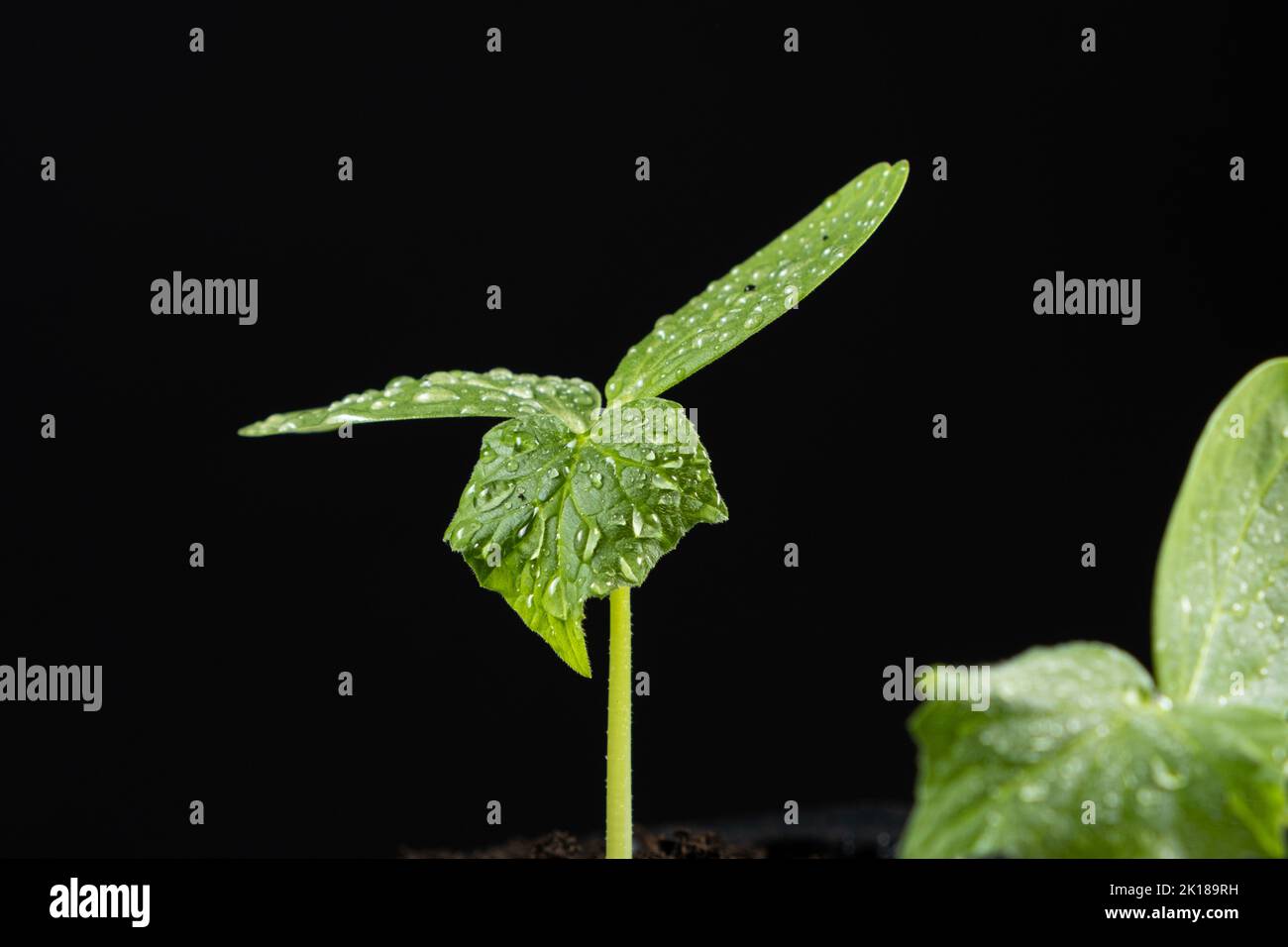 Growing cucumbers from seeds. Step 5 - the appearance of the third leaf ...