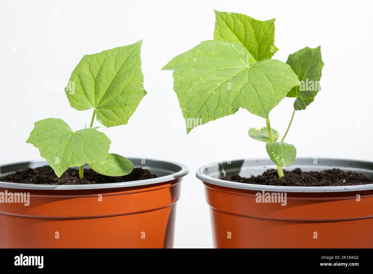 Growing cucumbers from seeds. Step 7 - sprout has grown, the appearance ...