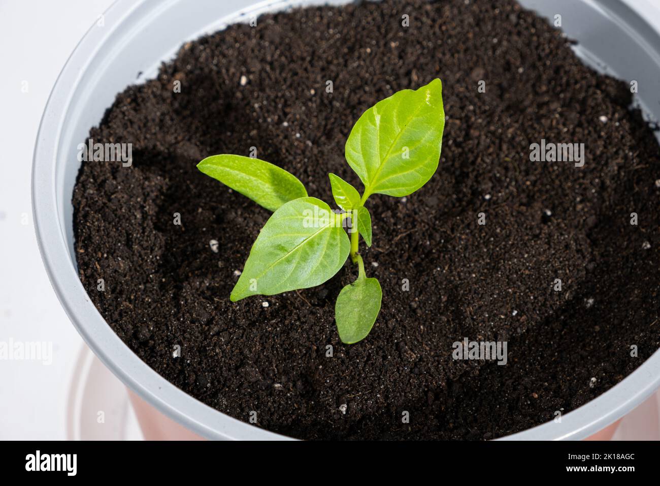 Growing peppers from seeds. Step 7 - the plant grows in a pot Stock ...