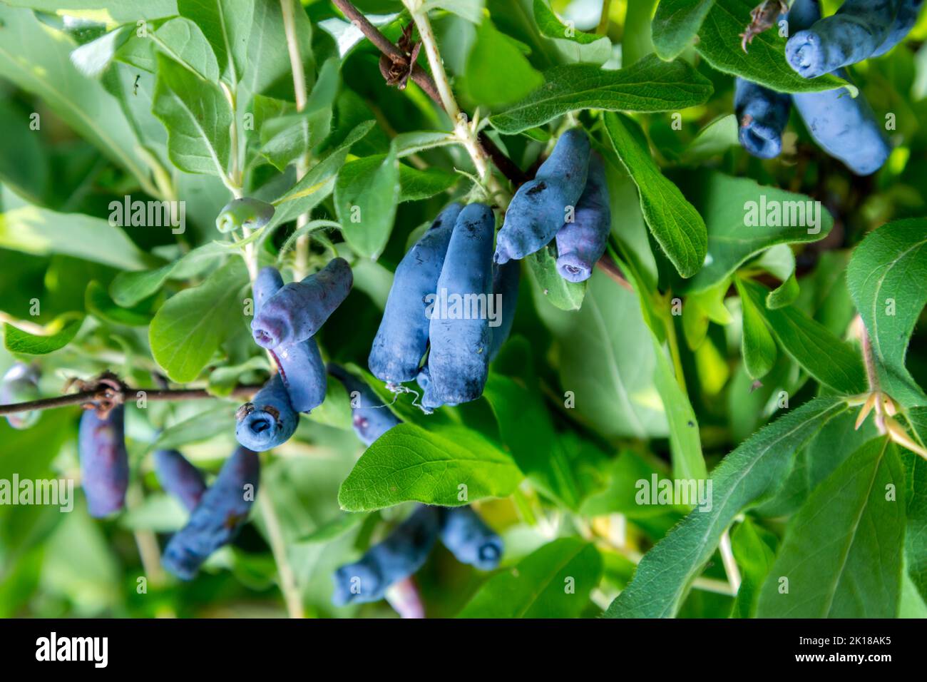 Blue branch bush hi-res stock photography and images - Alamy