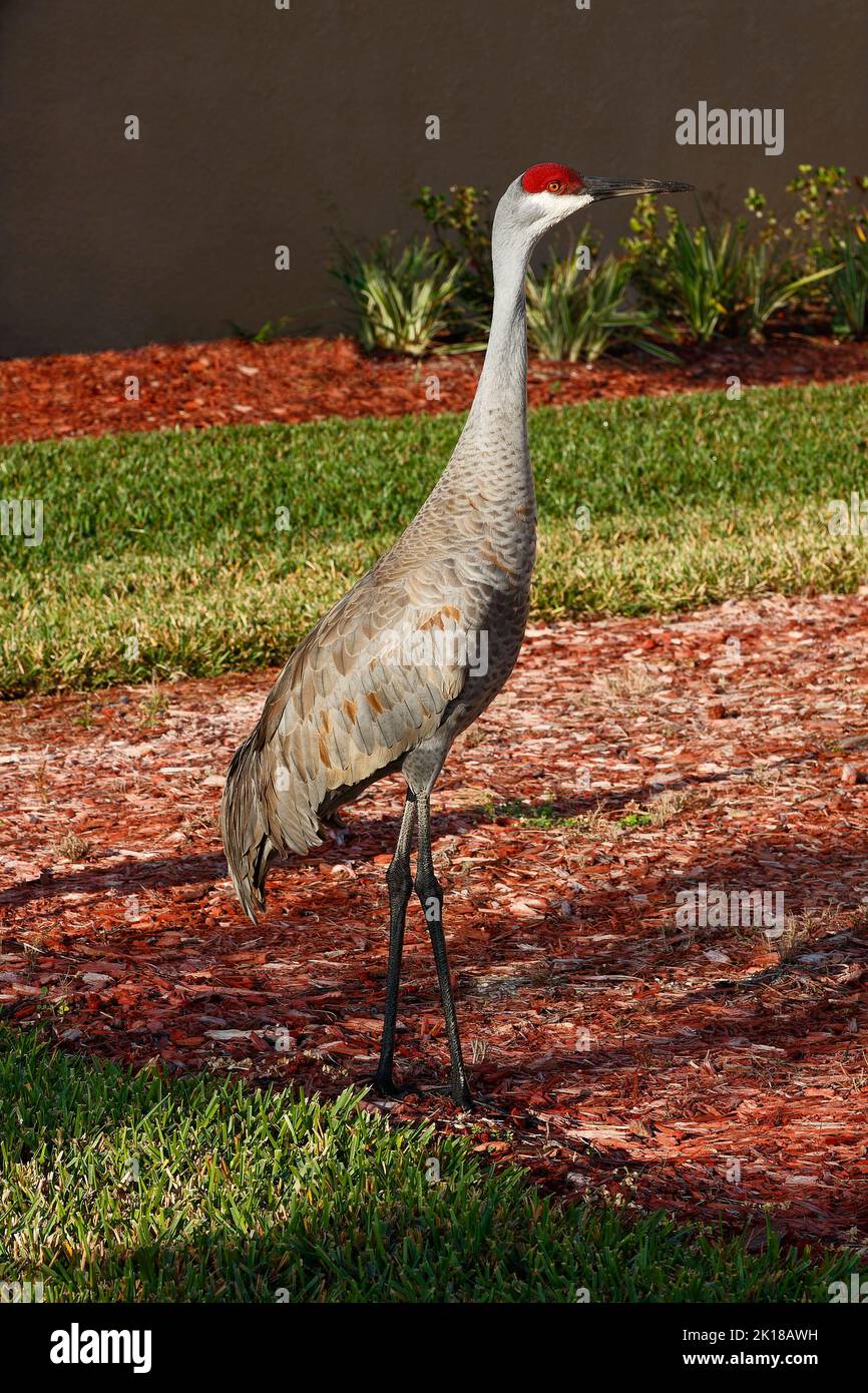 Tall bird hi-res stock photography and images - Alamy