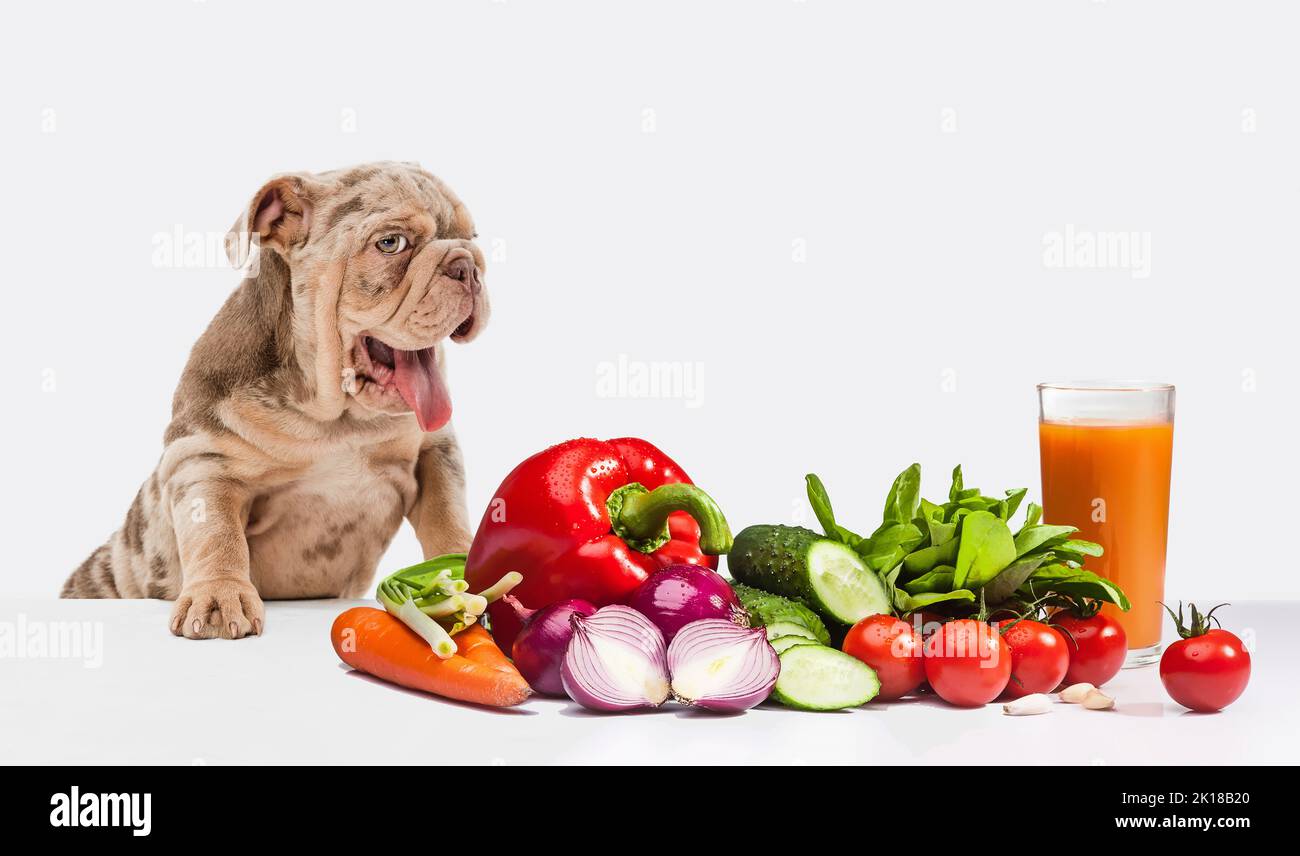 Merle French Bulldog with tongue sticking out standing eat fresh and ...