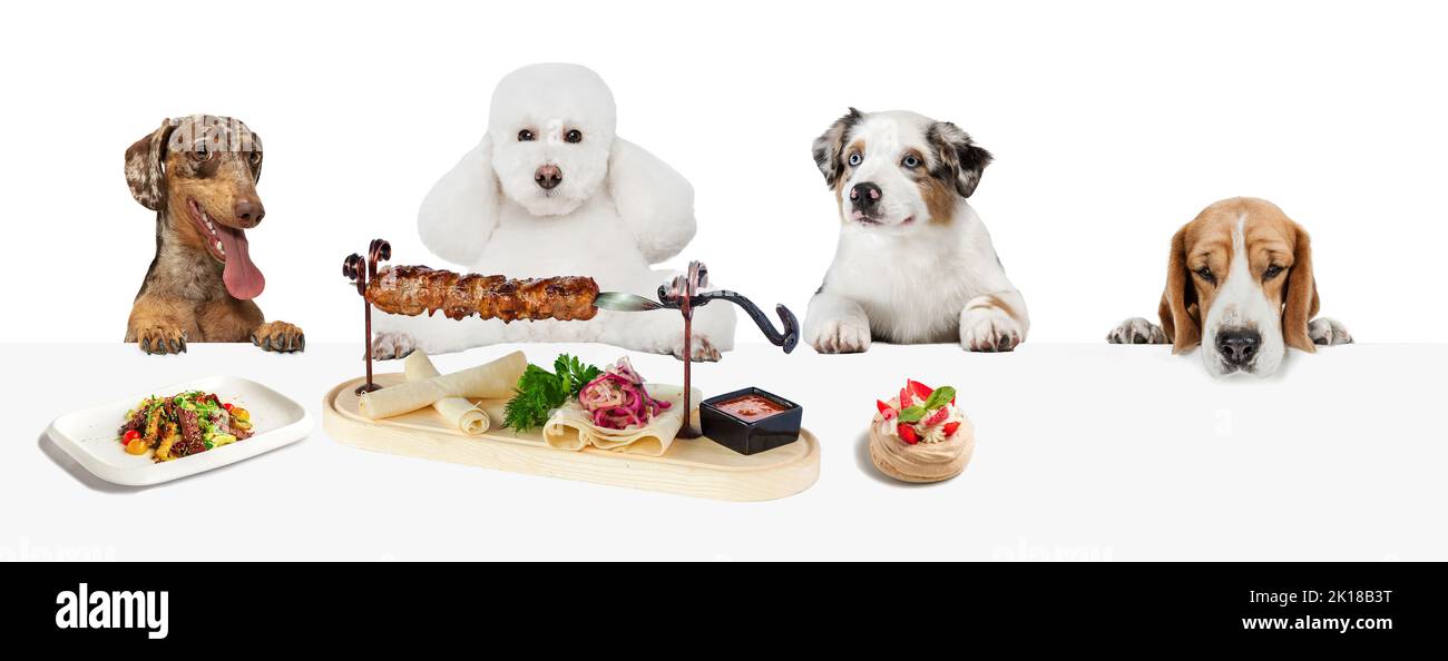 Group of purebred dogs, pets standing at the table with many delicious ...