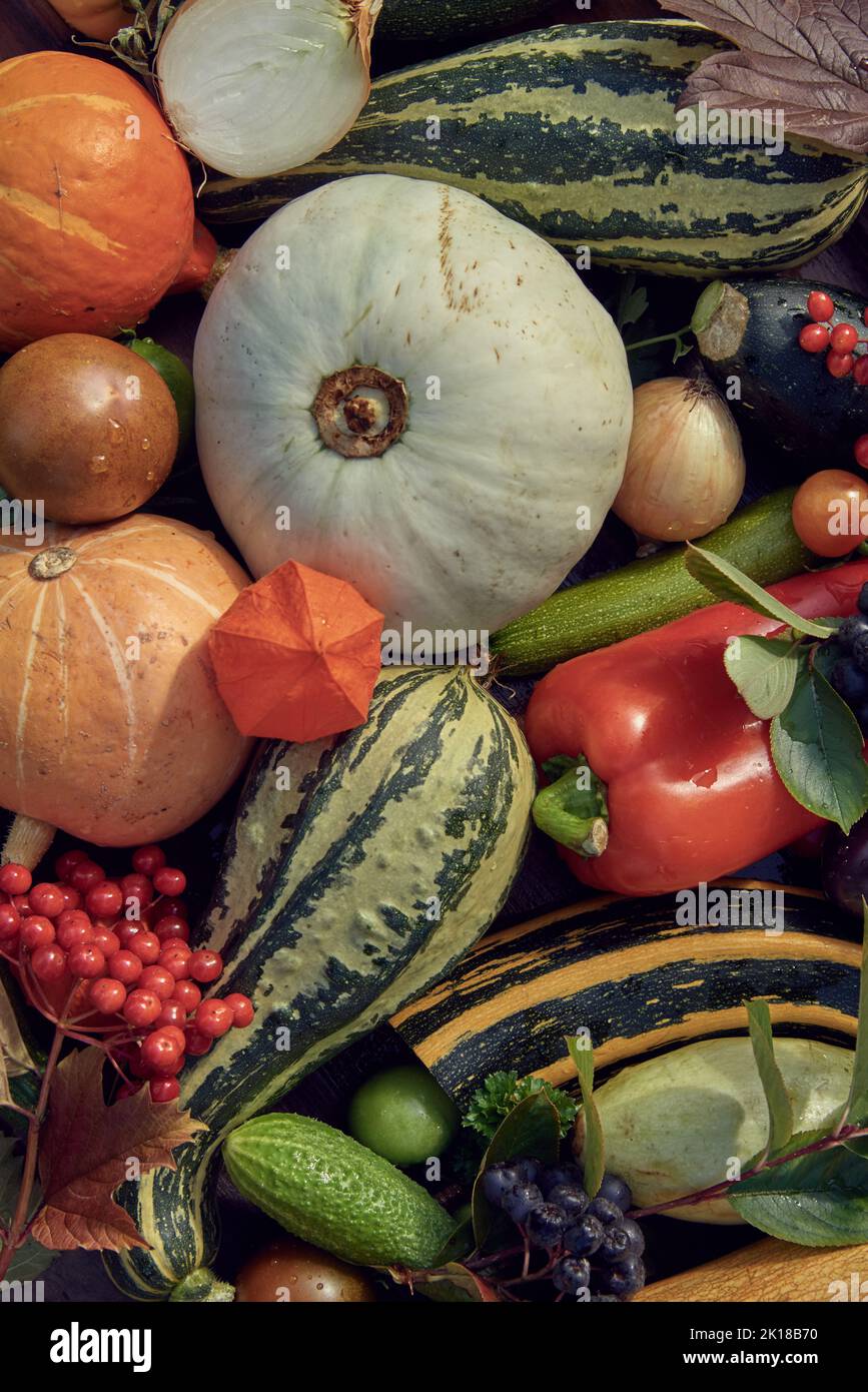 Various ripe autumn vegetables are laid out on the table. View from ...
