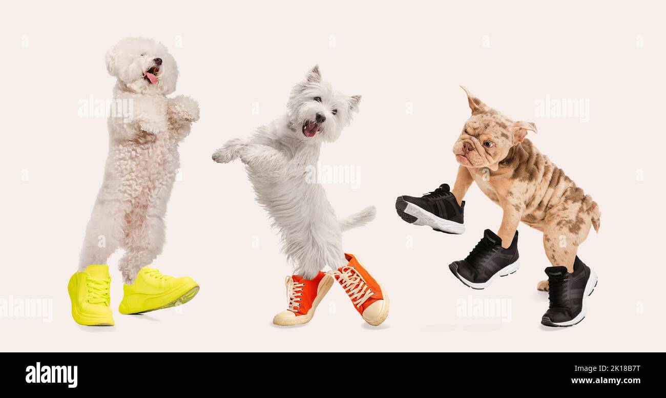 Three purebred dogs in sneakers posing over light grey background ...
