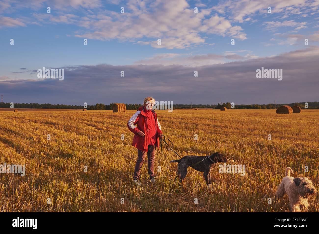 German shorthaired pointer in a field hi-res stock photography and ...