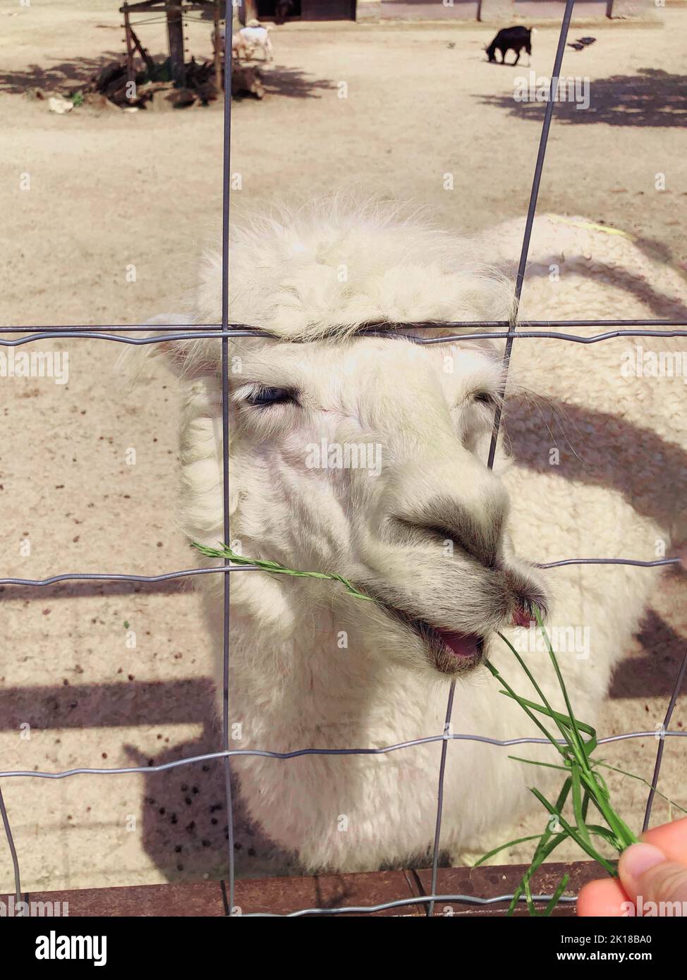 Alpaca behind the fence at the zoo Stock Photo - Alamy