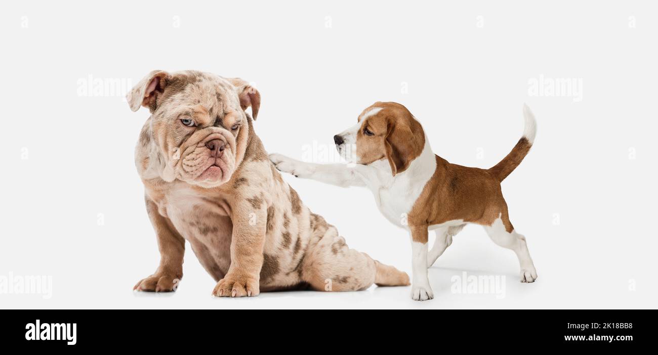 Two cute dogs, French Bulldog and Beagle playing together, posing over ...