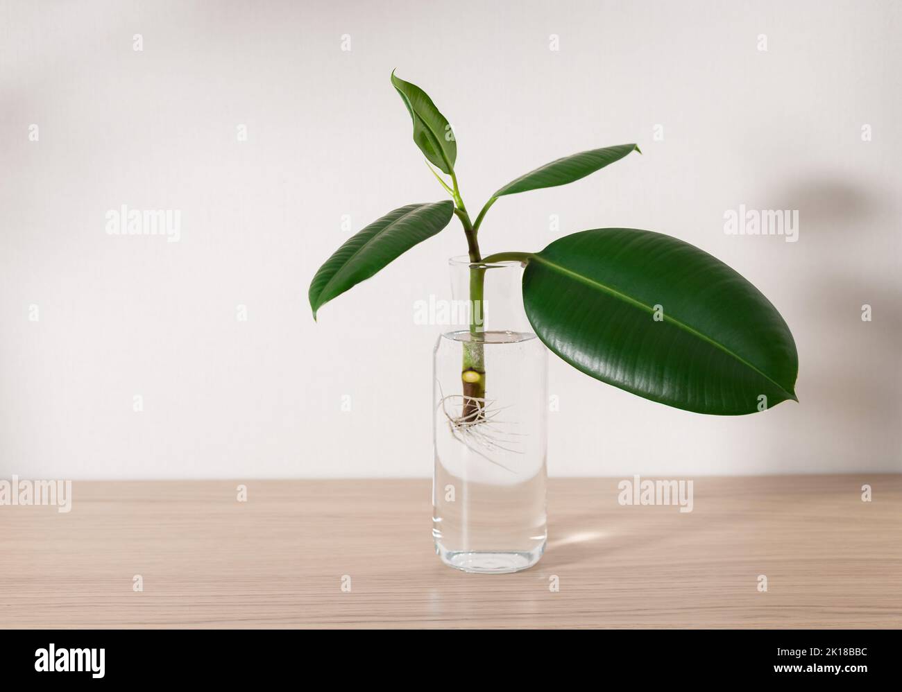 Ficus elastica seedlings with roots against white wall with shadows ...