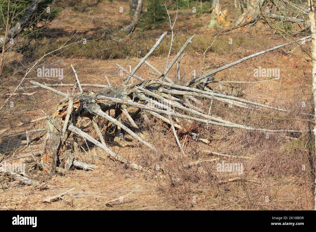 The withered skeleton of a dead tree Stock Photo - Alamy