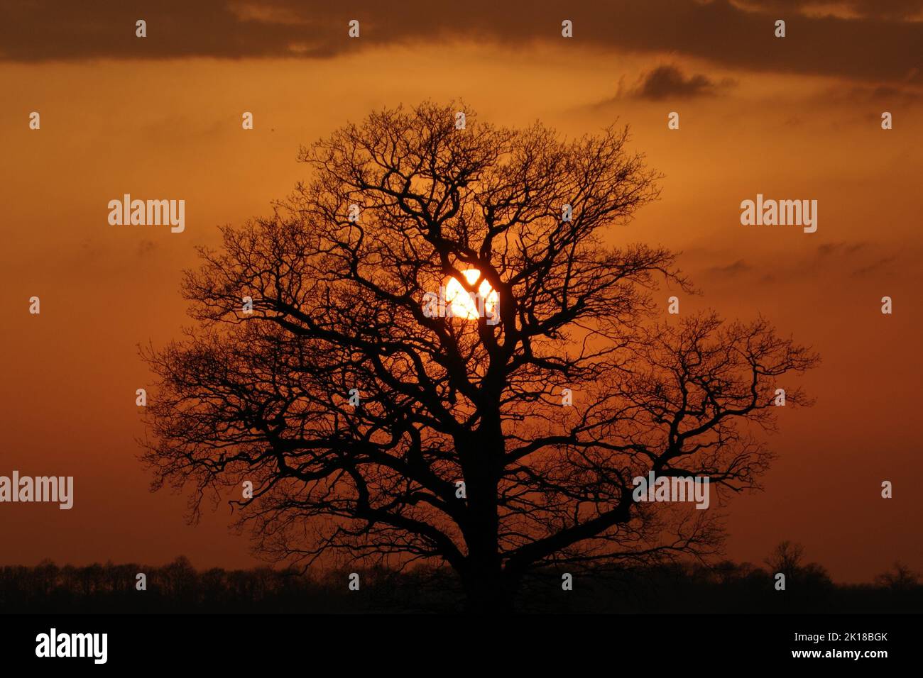 Winter sun behind trees hi-res stock photography and images - Alamy