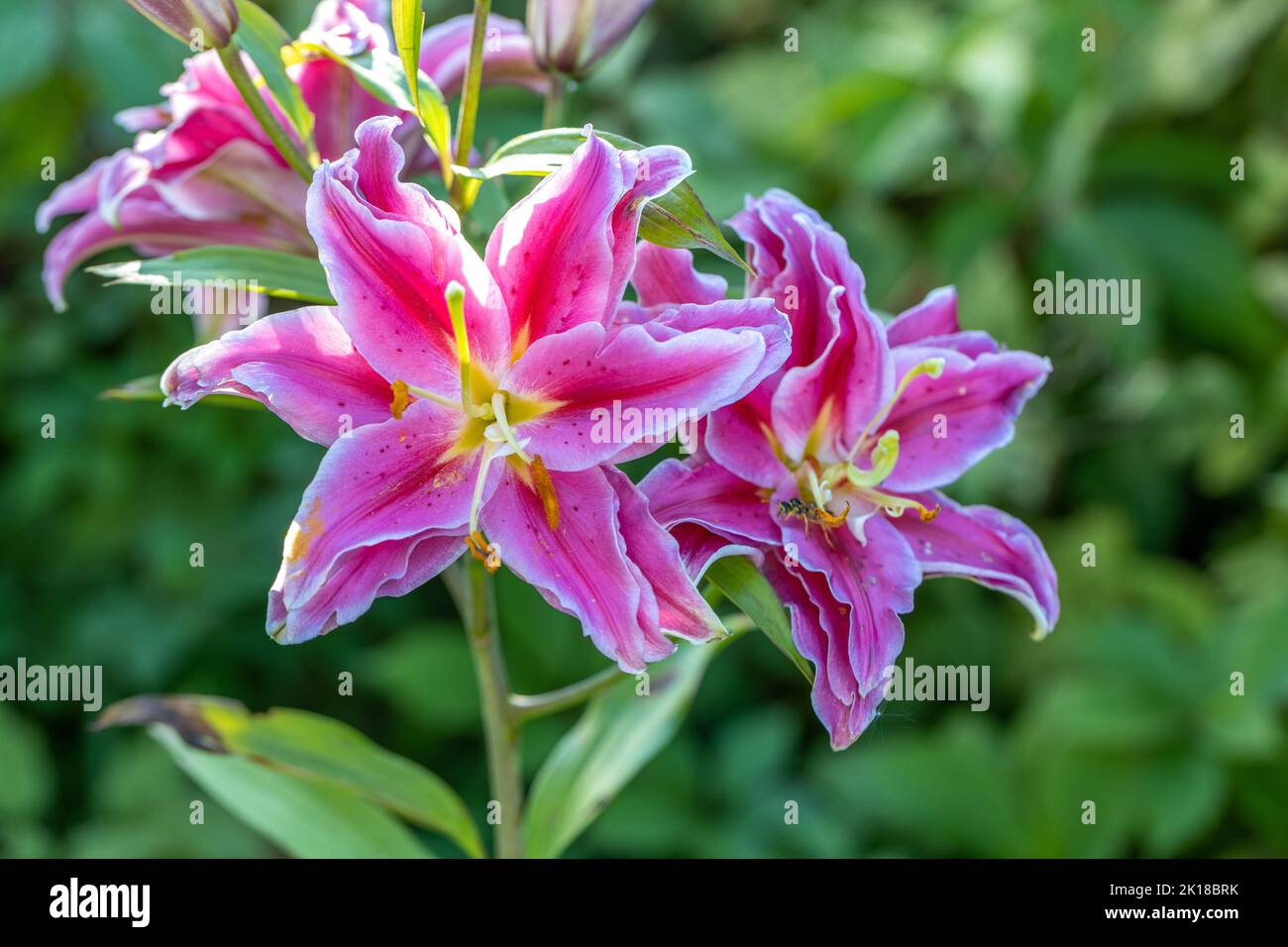 Scented pollen-free double lilies in garden with green background Stock ...