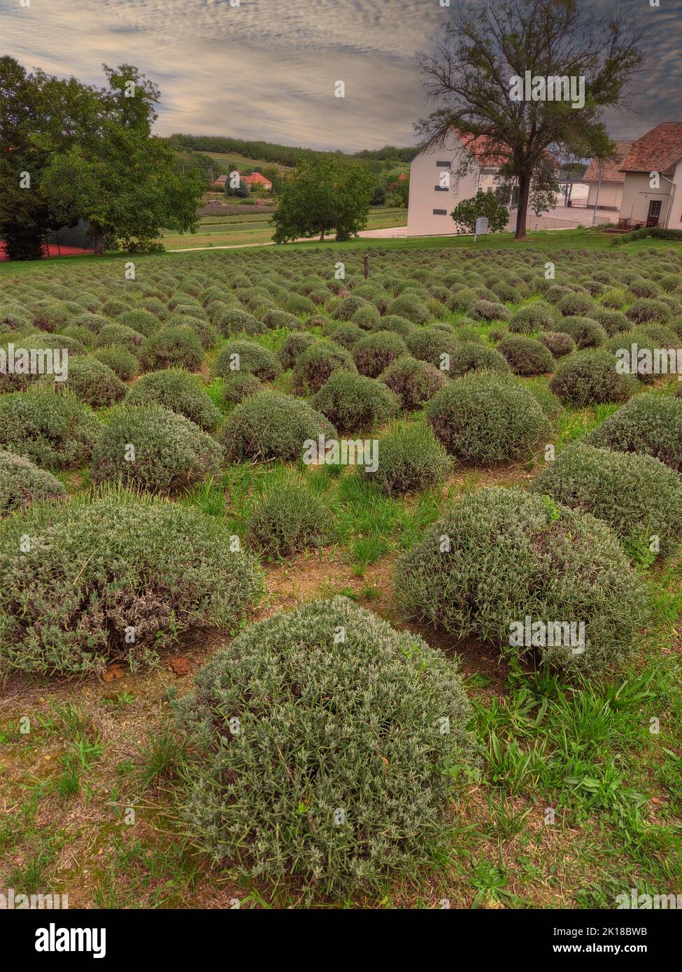 Group of small bushes on the meadow, close up Stock Photo - Alamy
