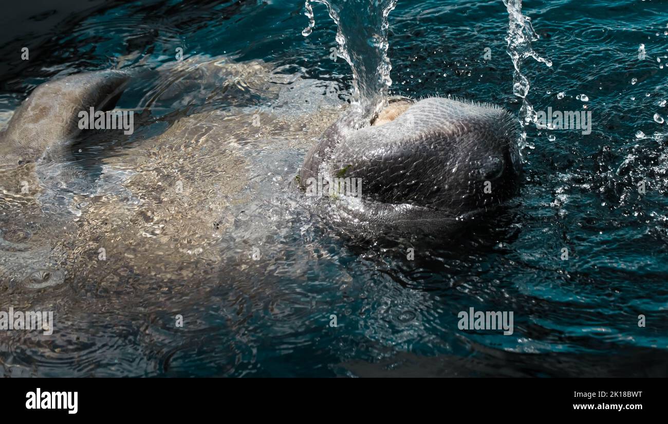 Manatee drinking from an outboard motor Stock Photo - Alamy