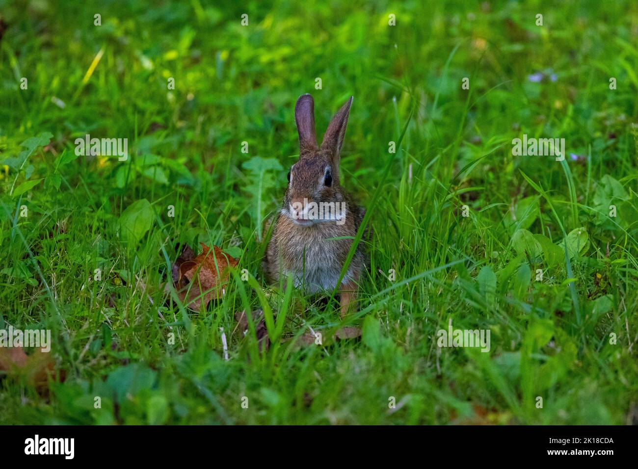 A brown rabbit sitting on the grasses Stock Photo - Alamy