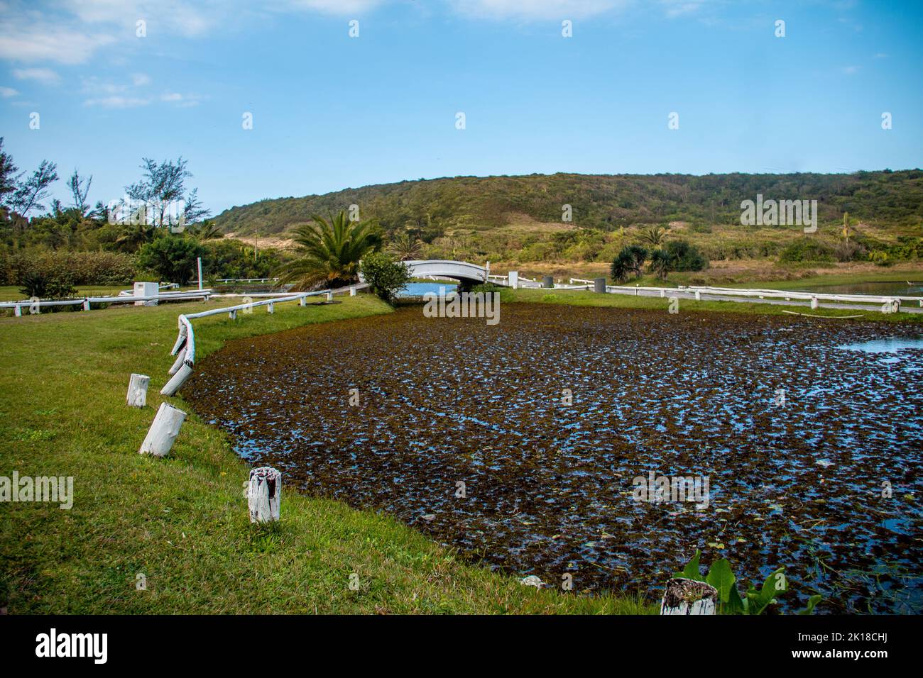 A pond with vegetation (water ducklings) and a white curved bridge form ...