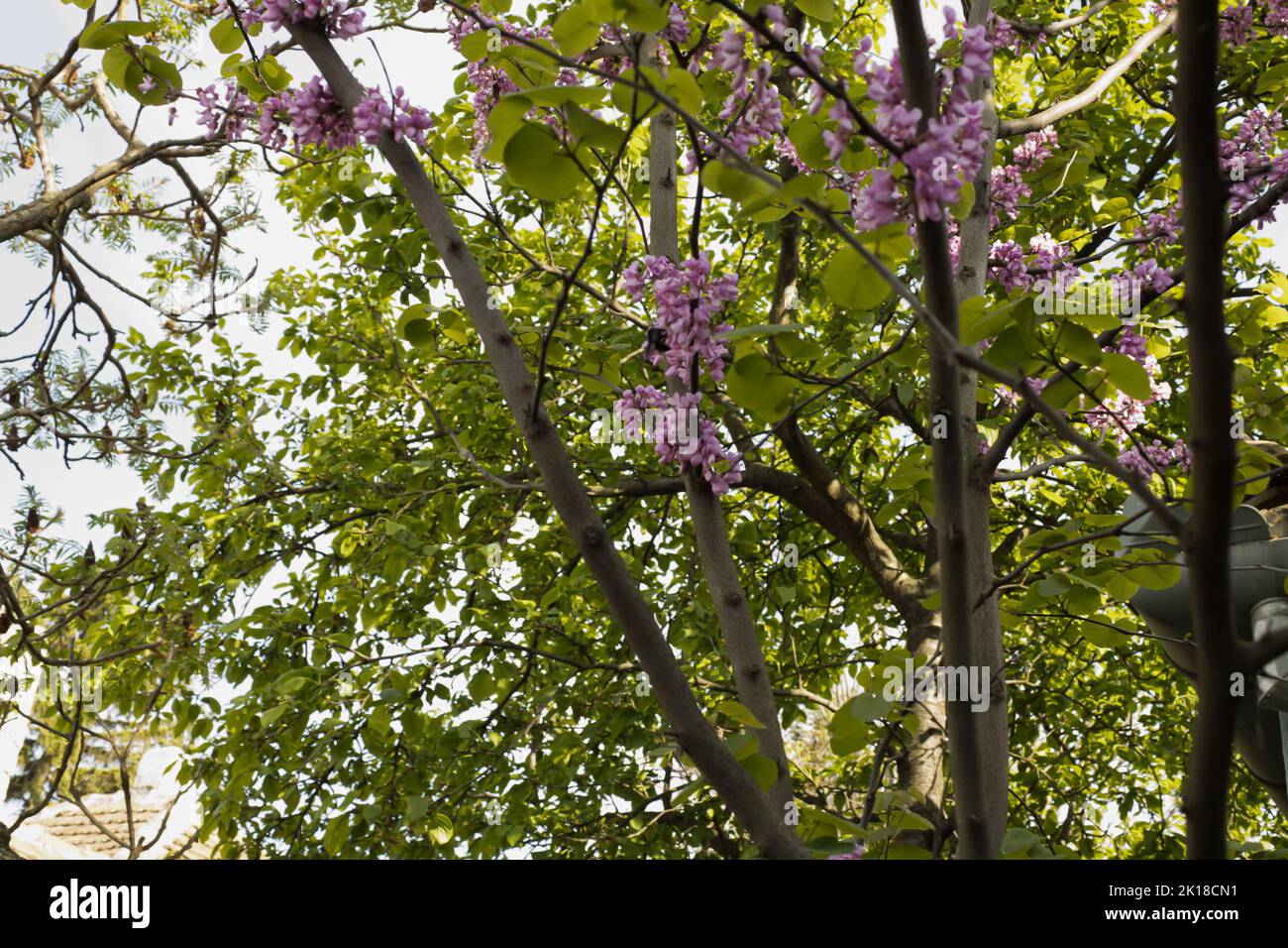 In full bloom Judas tree, beautiful purple flowers with pastel green ...