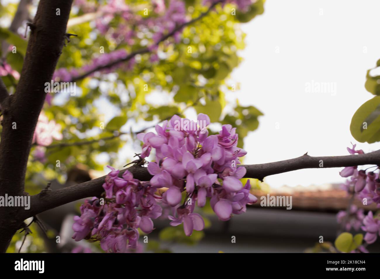In full bloom Judas tree, beautiful purple flowers with pastel green ...