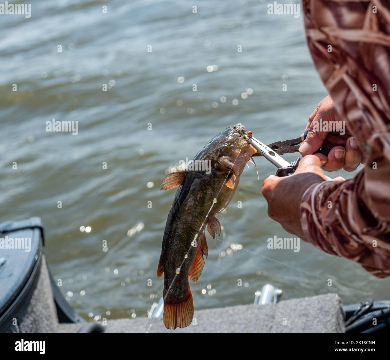 Fisherman removing the hook from a catfish using pliers Stock Photo - Alamy