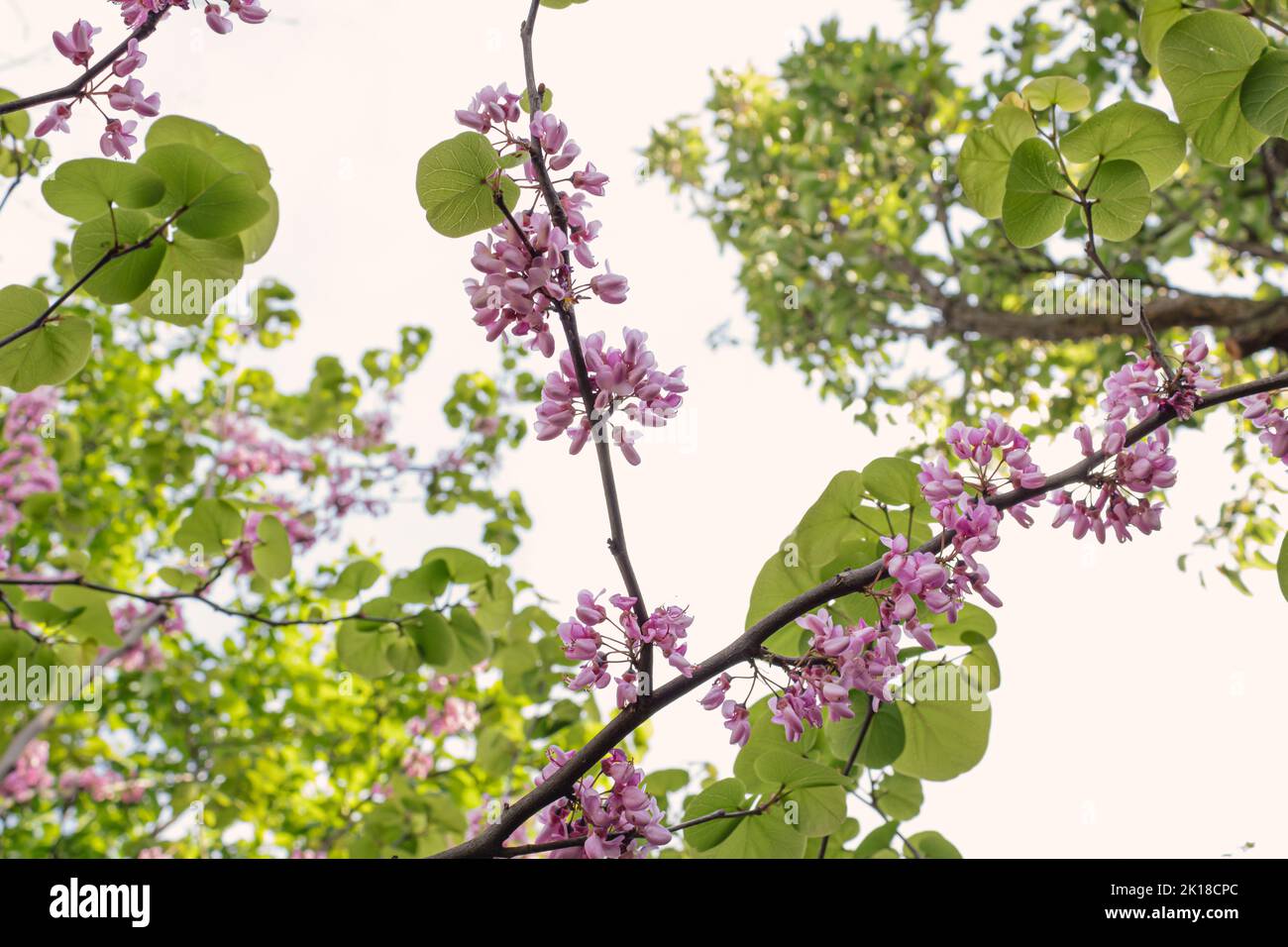 In full bloom judas tree, purple flowers with pastel green leaves in ...