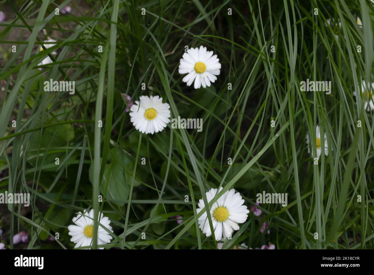 Green leaf european white hi-res stock photography and images - Alamy