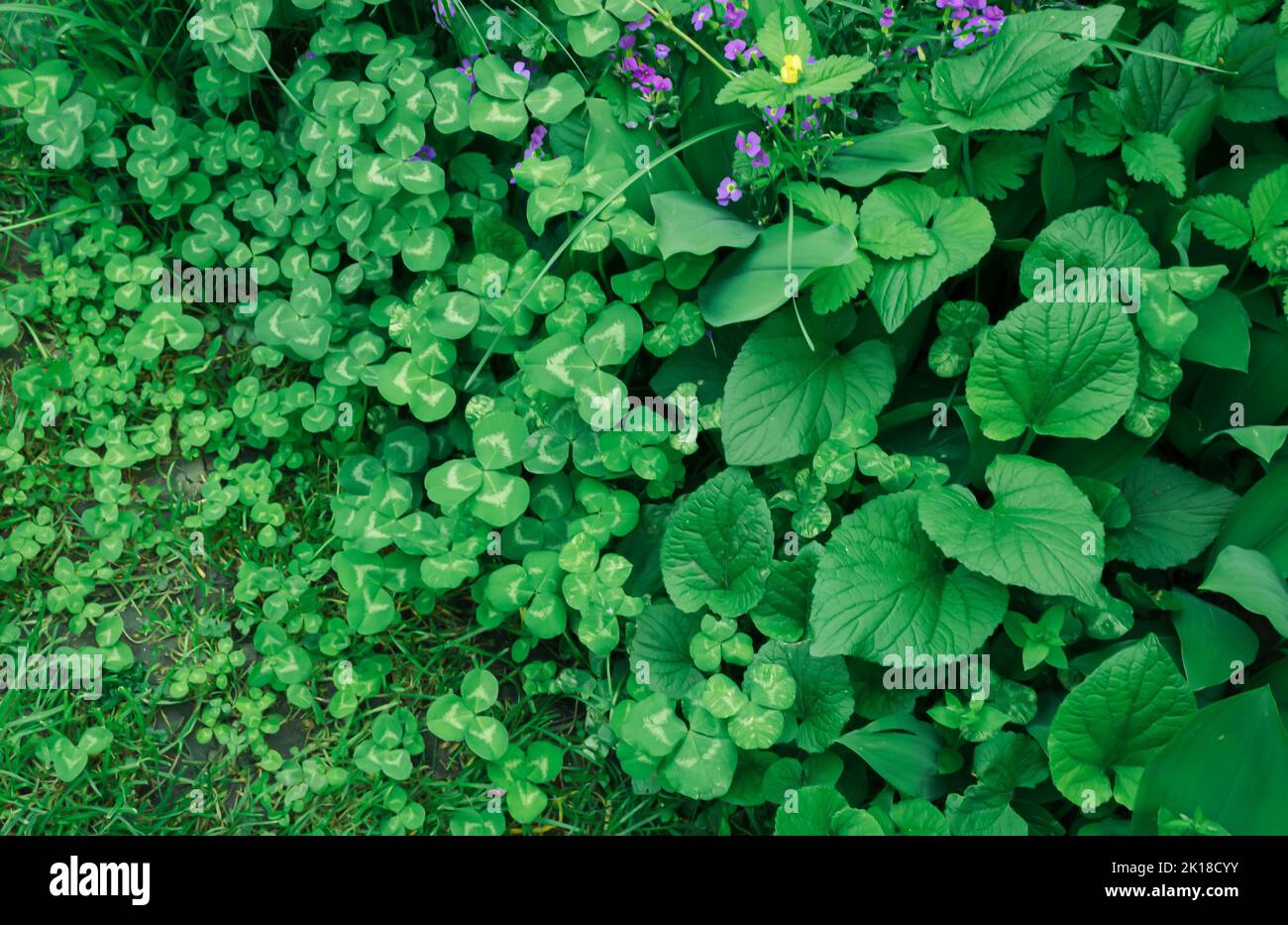 Purple flowers in the garden with lots of different green leaves of ...