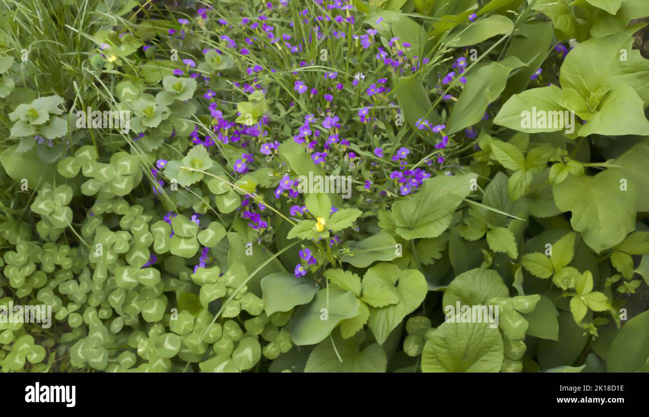Purple flowers in the garden with lots of different green leaves of ...