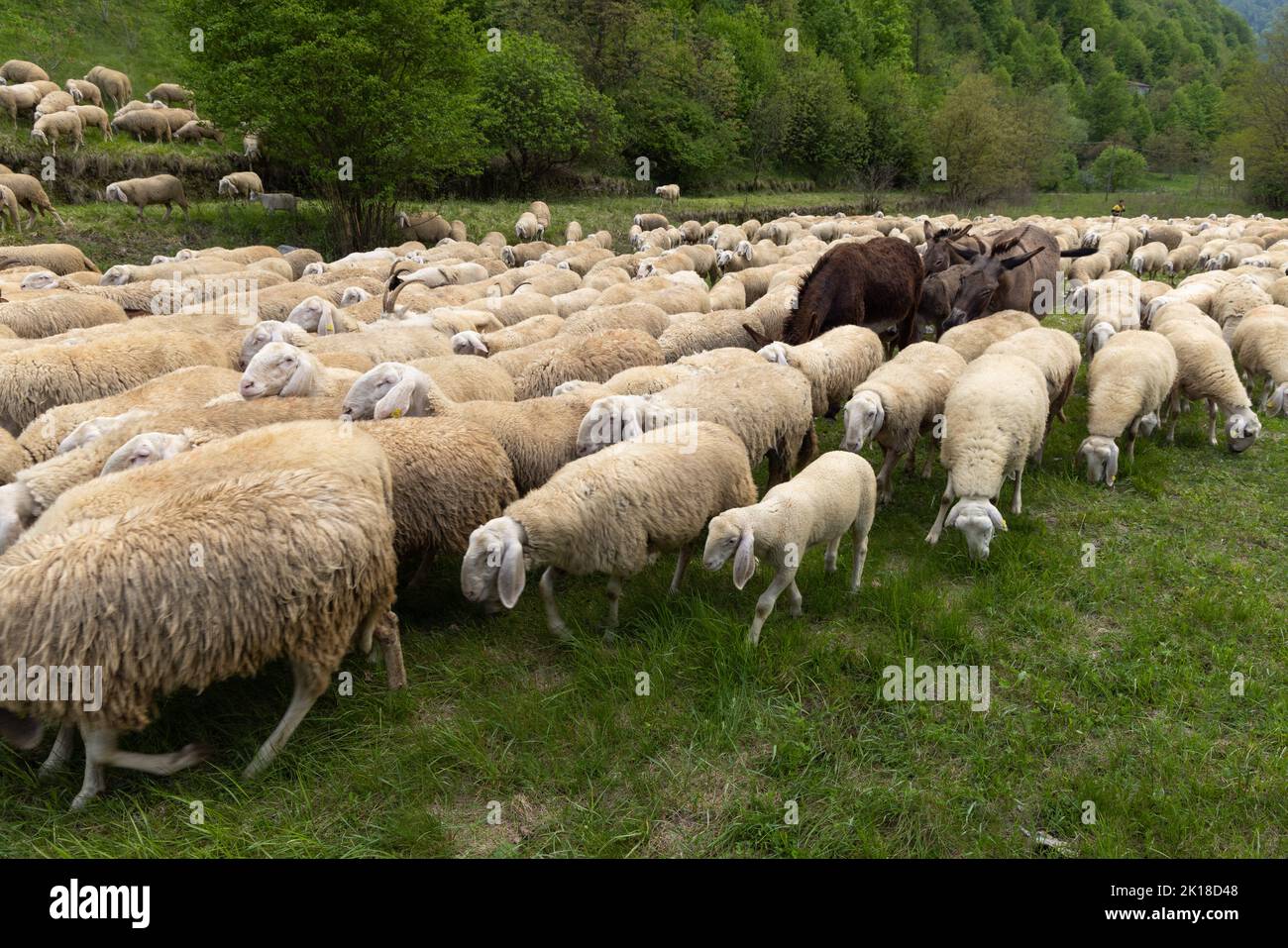 Herd of sheep, goats and donkeys in the meadows in Tuscany. Italy Stock Photo - Alamy