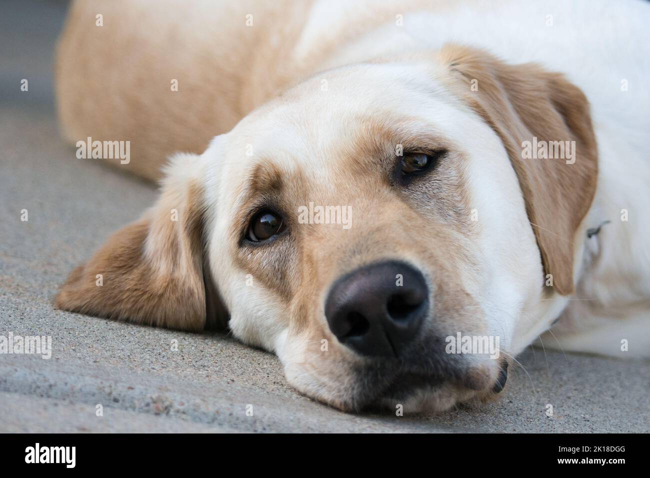 A soulful looking yellow lab lies on the driveway Stock Photo - Alamy