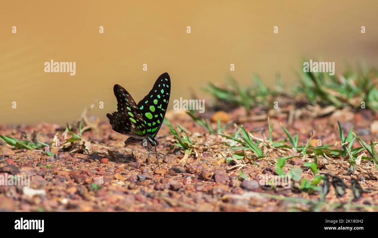 Beautiful spring nature background with butterfly and flowers in forest ...