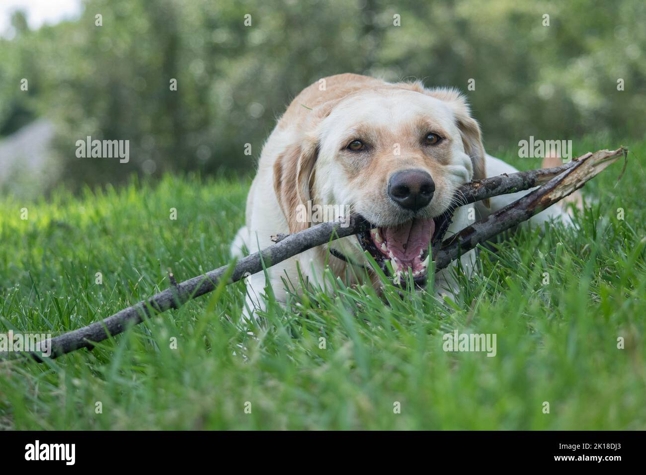 A yellow lab lies in the grass chewing sticks Stock Photo - Alamy