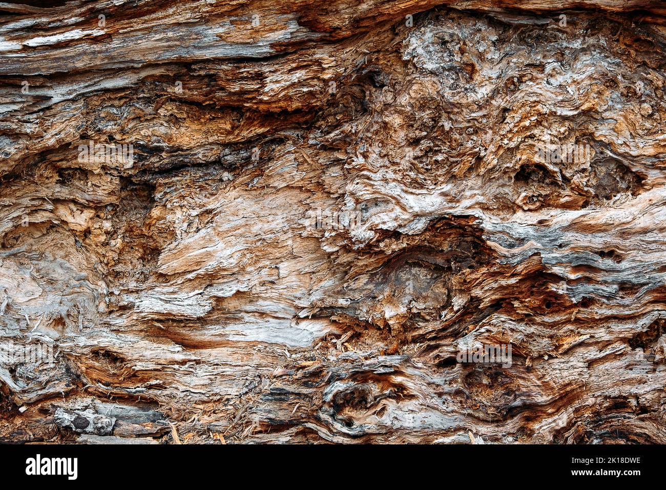 Tree Bark pattern texture background, Close Up of Bark Inner Tree Stump ...