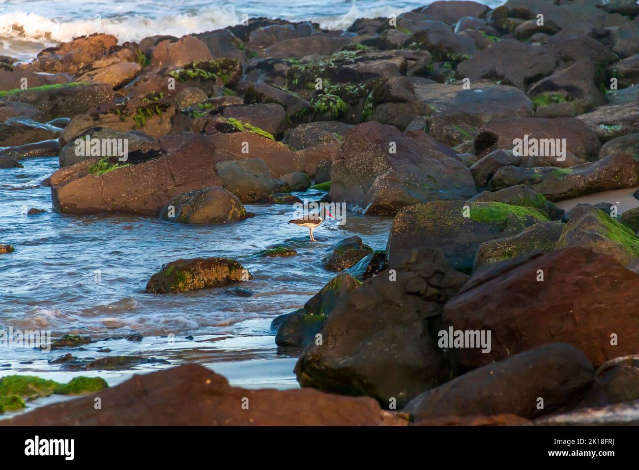 Red-eyed bird among the rocks of Praia da Cal, in Torres, RS, Brazil ...