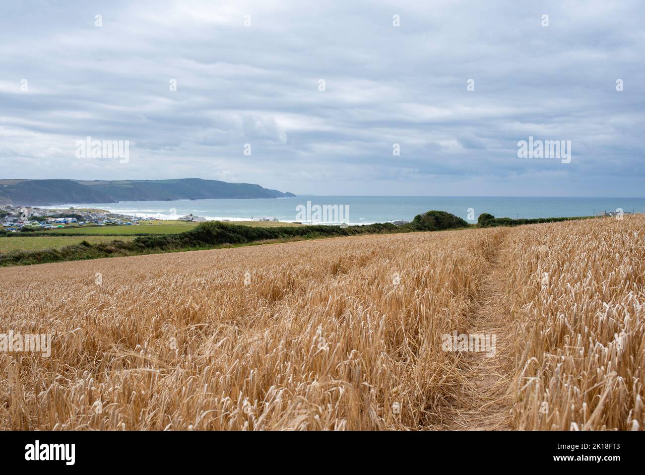 Corn field overlooking Cornwall bay Stock Photo - Alamy