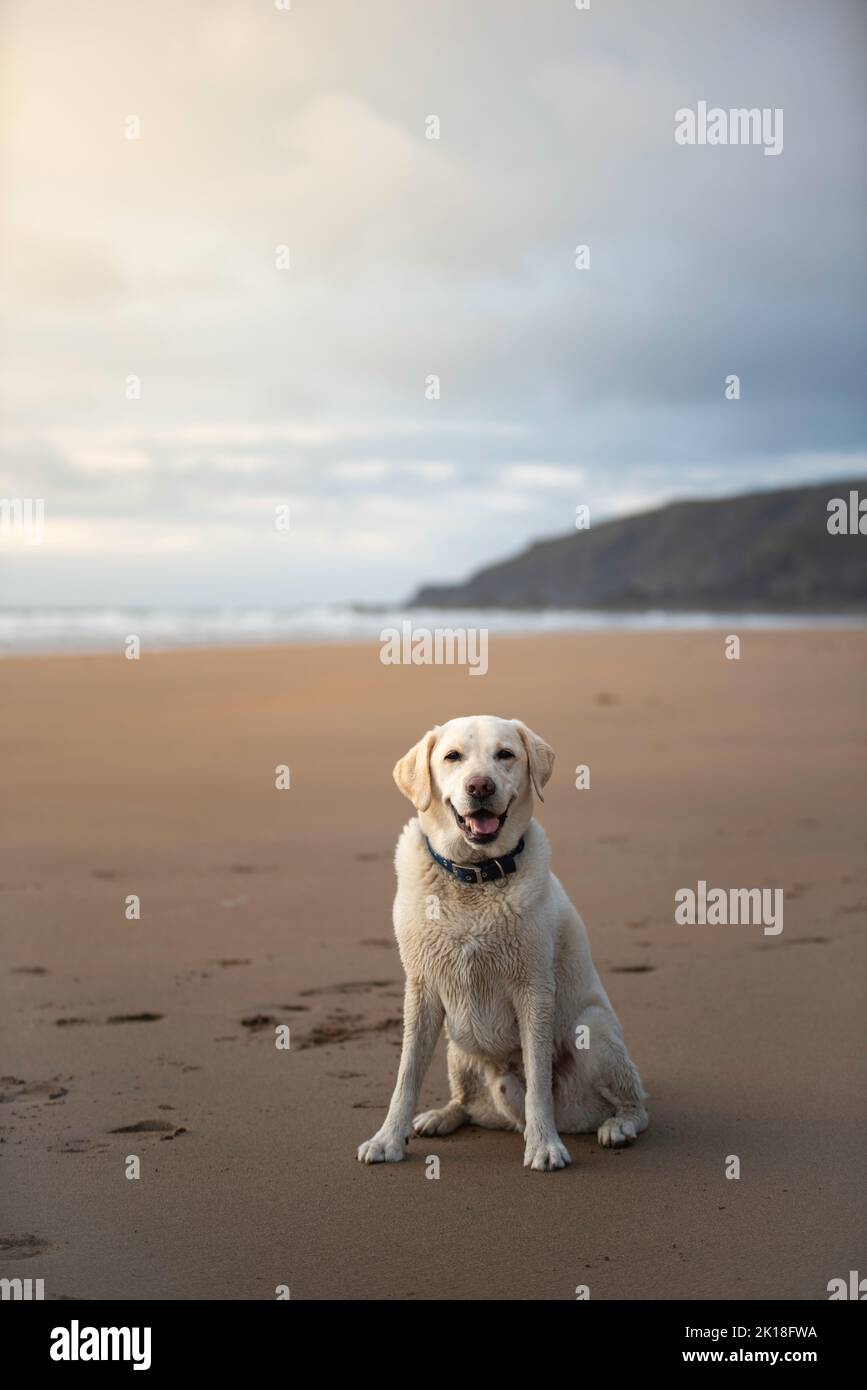 Yellow Labrador on beach Stock Photo - Alamy