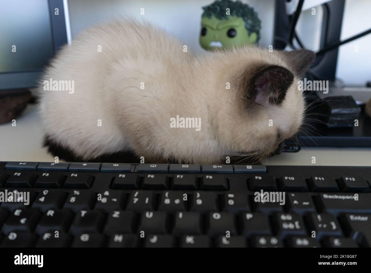 British shorthair baby cat sleeping on working desk at homeoffice Stock ...