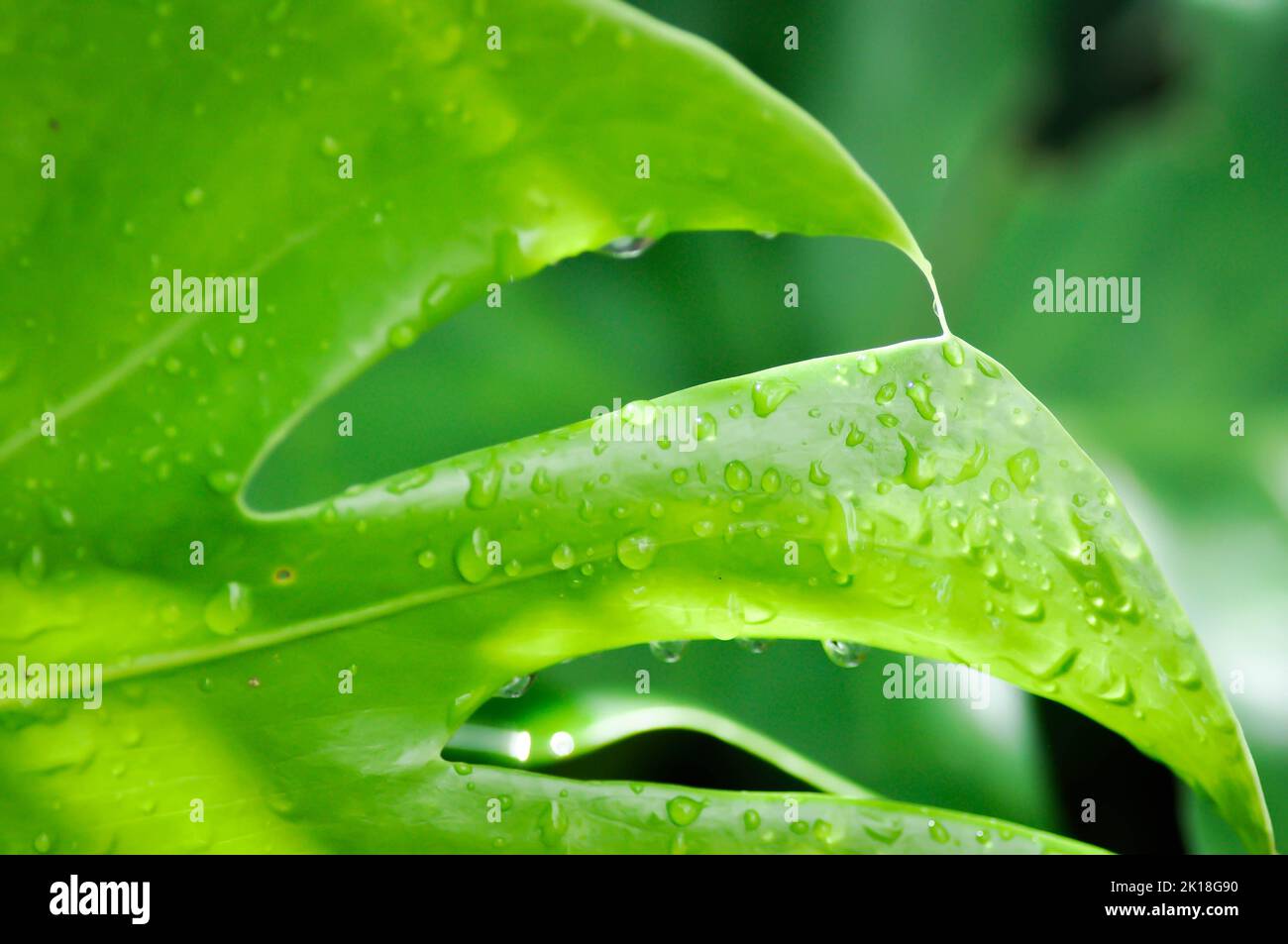 Monstera, Herricane plant or Swiss cheese plant and rain drop or dew ...