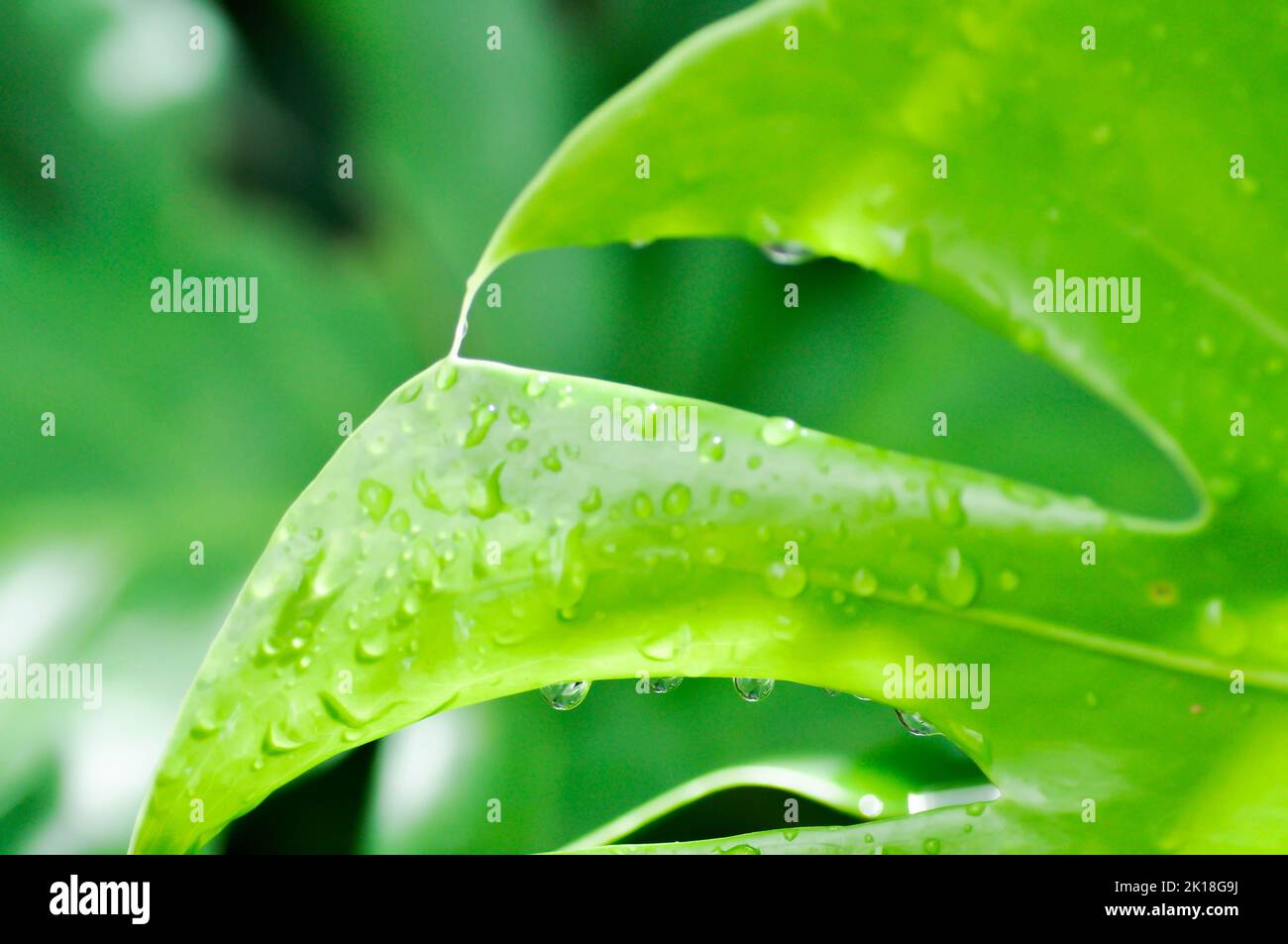 Monstera, Herricane plant or Swiss cheese plant and rain drop or dew ...